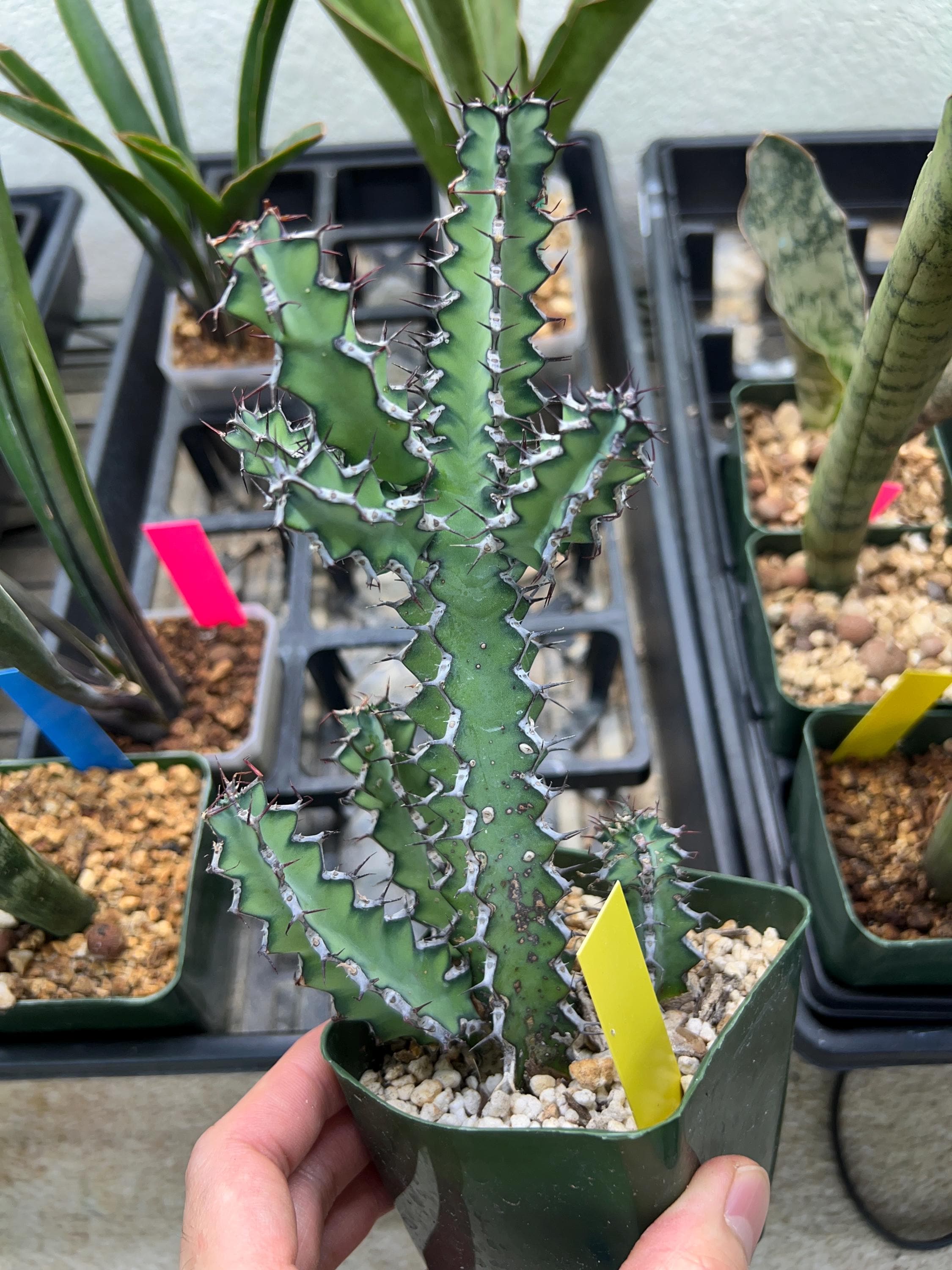 Euphorb petraea Carter (Yellow) | 4" Pots – Lvjungle Plant Shop